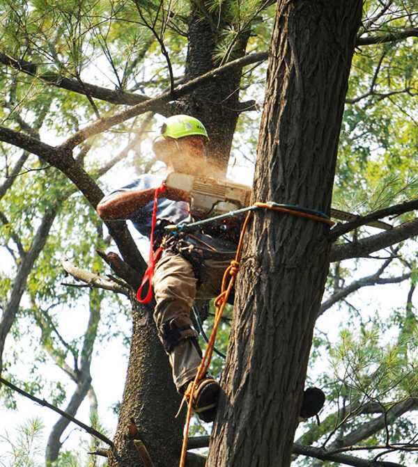 Arborist Reports BY CERTIFIED ARBORISTS - Spring Man Canada Inc
